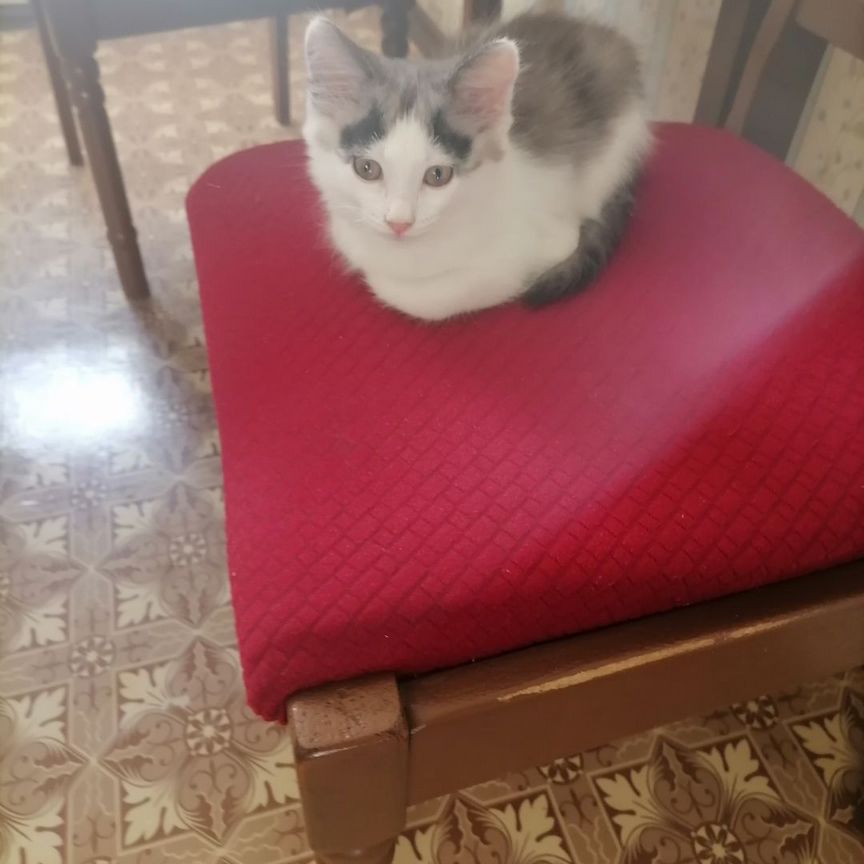 Отдам в добрые руки котенка девочку