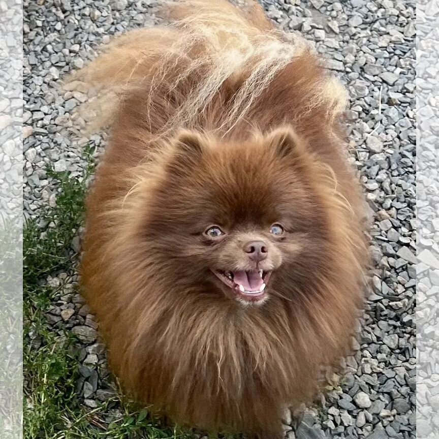 Немецкий шпиц, вязка