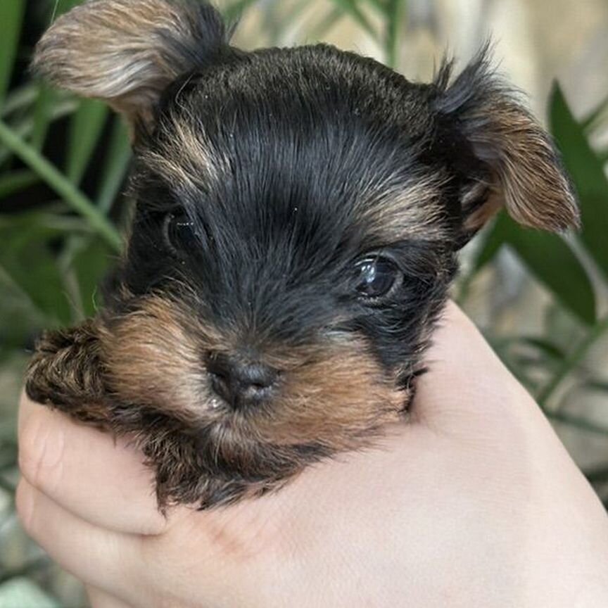 Йоркширский терьер беби фейс