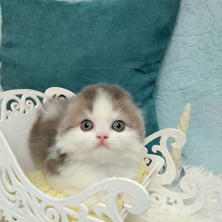 Котята Хайленд фолд