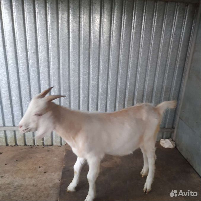 Продам козлика 4 мес