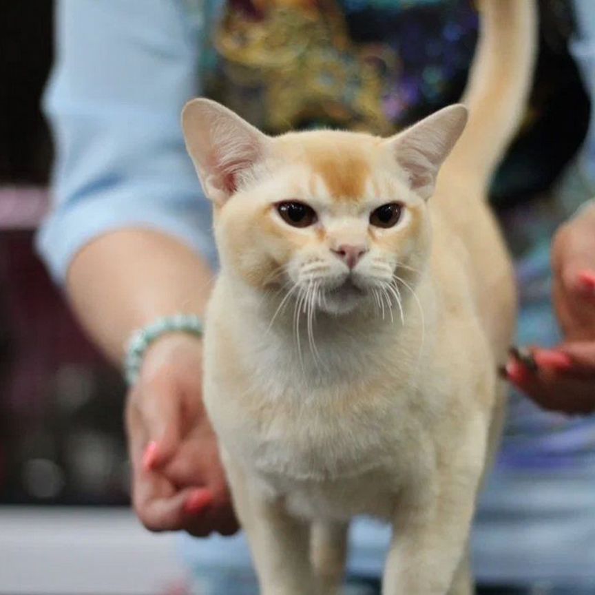 Бурманские котята