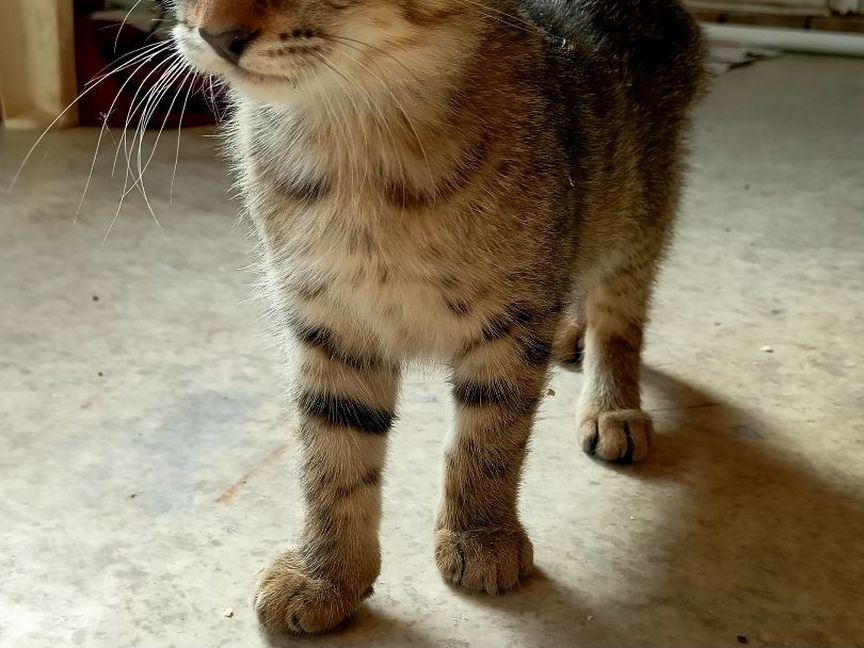 Котята