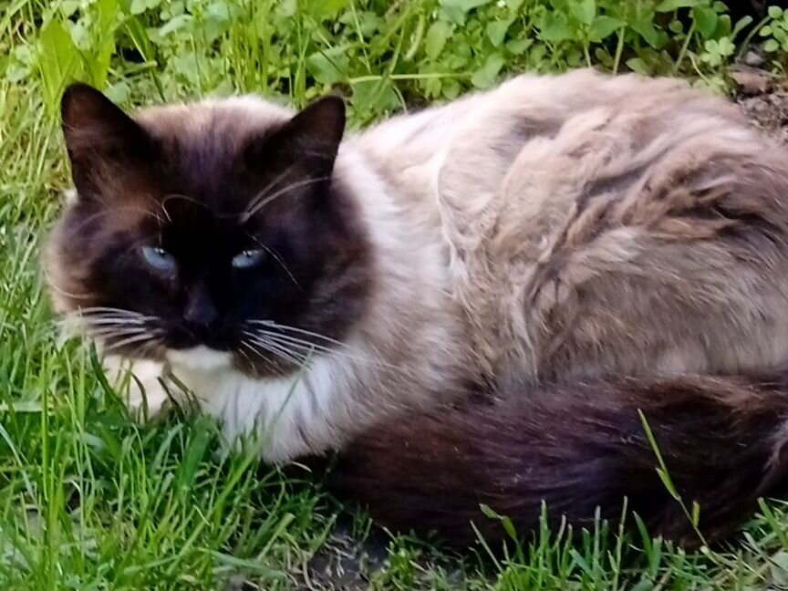 Васька верит и ждет