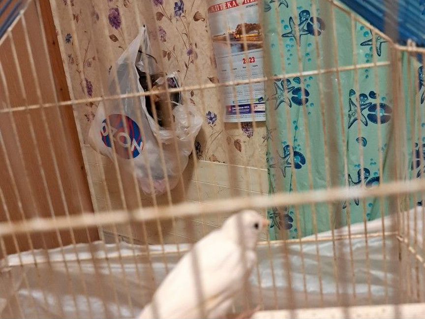 Канарейка самка