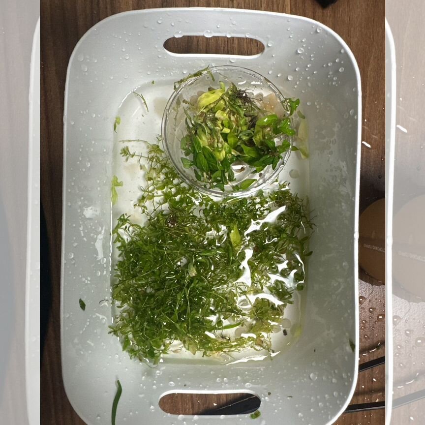 Аквариумные водоросли