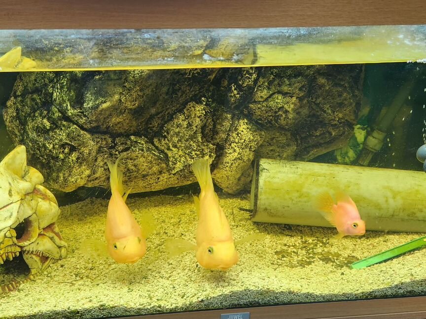 Аквариумные рыбки