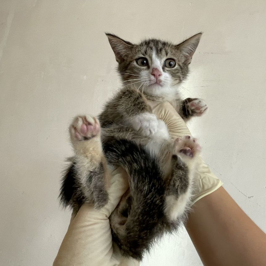 Котенок мальчик до 3 месяцев игручий