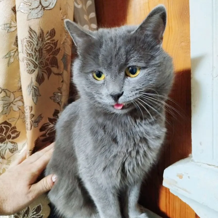 Кот яков абьюзер