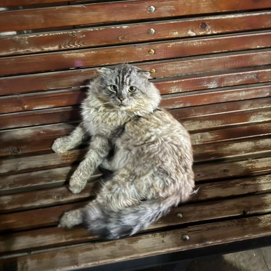 Шотландский кот живёт на скамейке