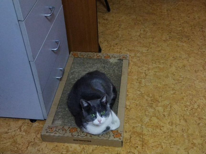 Кошка с зелеными глазами