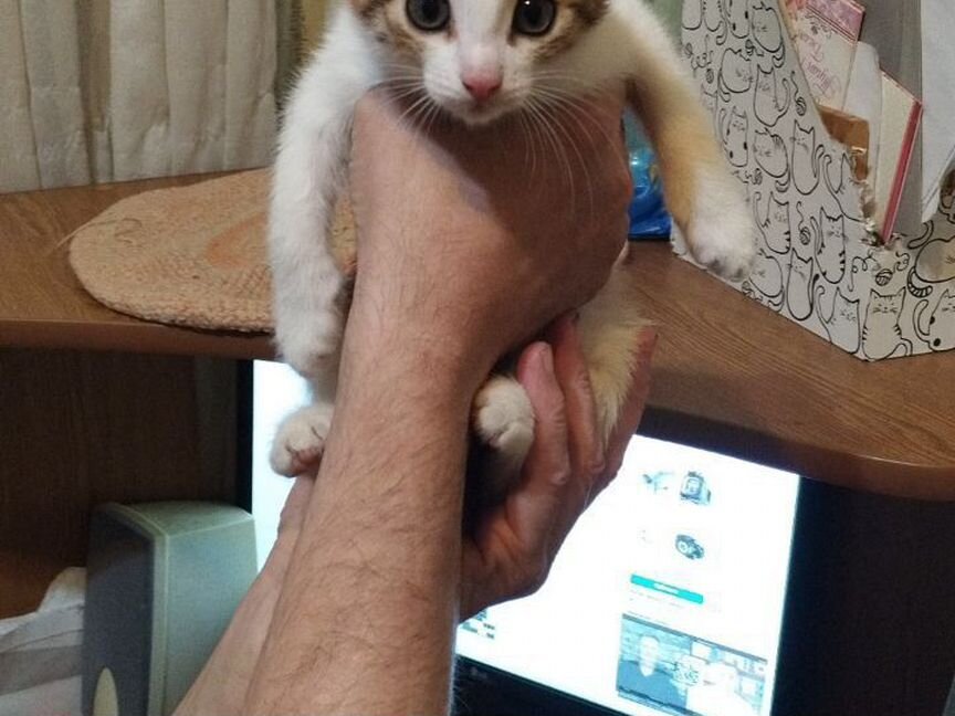 Отдадим котенка в хорошие руки