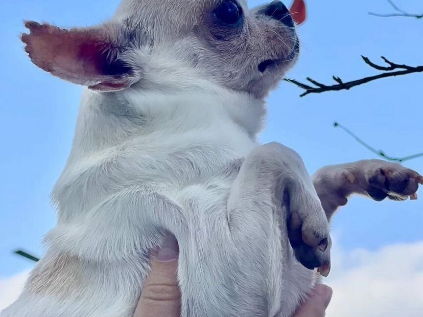 Покоритель сердец Хан