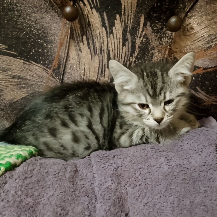 Ориентальный котёнок