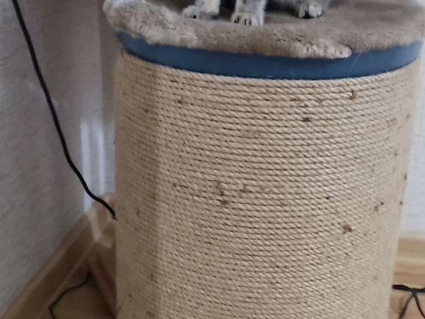 Когтеточка для кошек