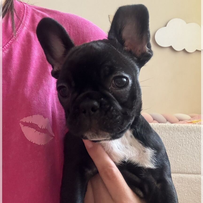 Французский бульдог, щенок