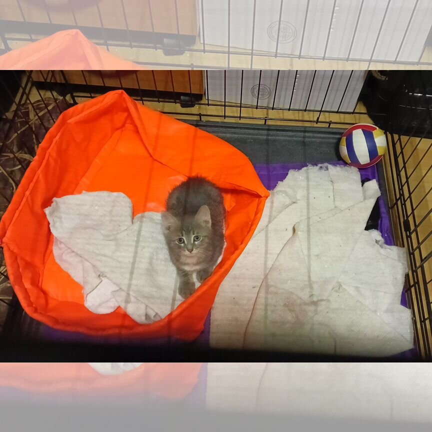 Котёнок ручной из храма