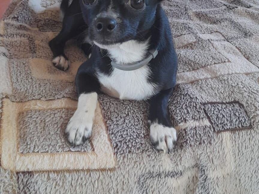 Собака тор терьер