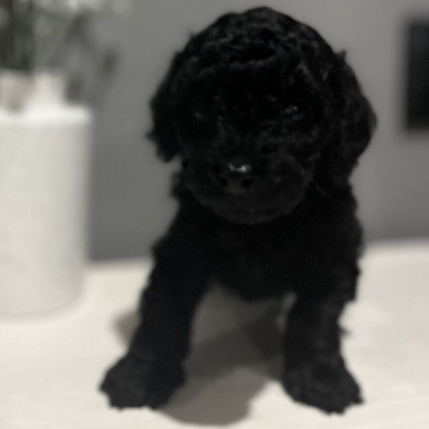 Той-пудель, щенок