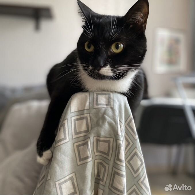 Кошка Кузя в добрые руки