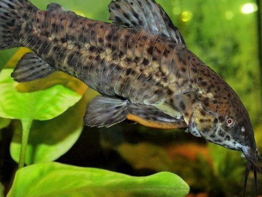 Сомик таракатум