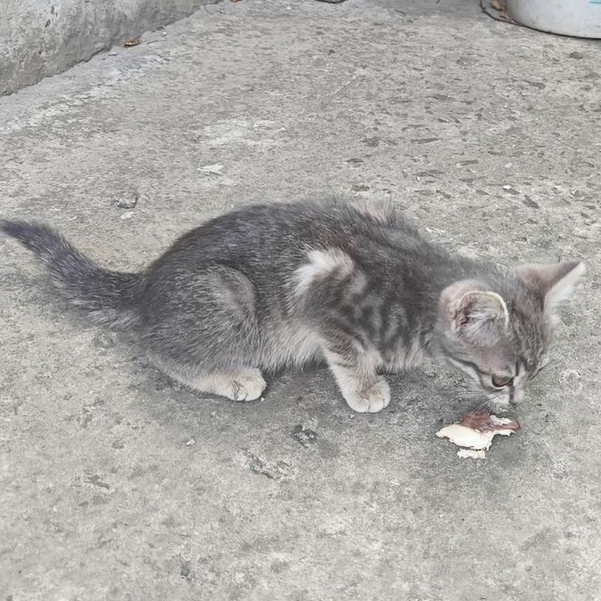 Котёнок
