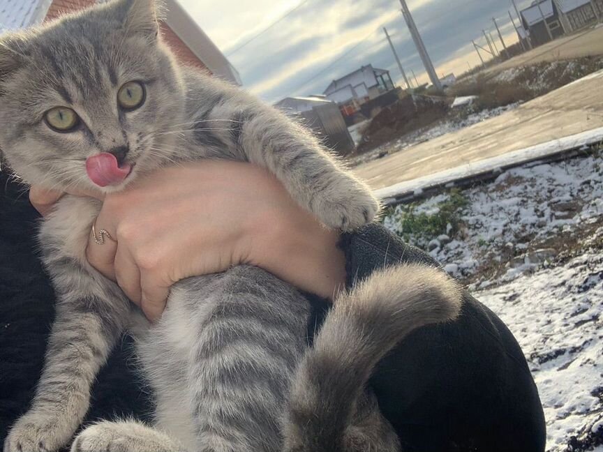 Три котенка на улице