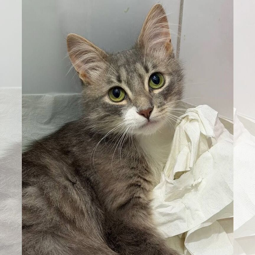 Взрослый кот в добрые руки