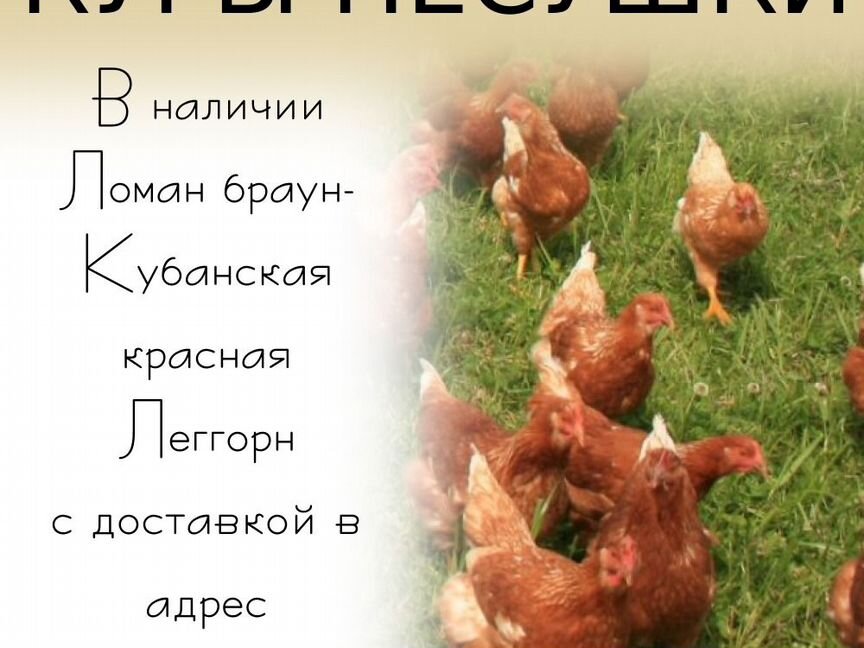 Куры несушки