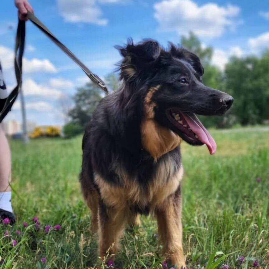 Собака Молодая Муля