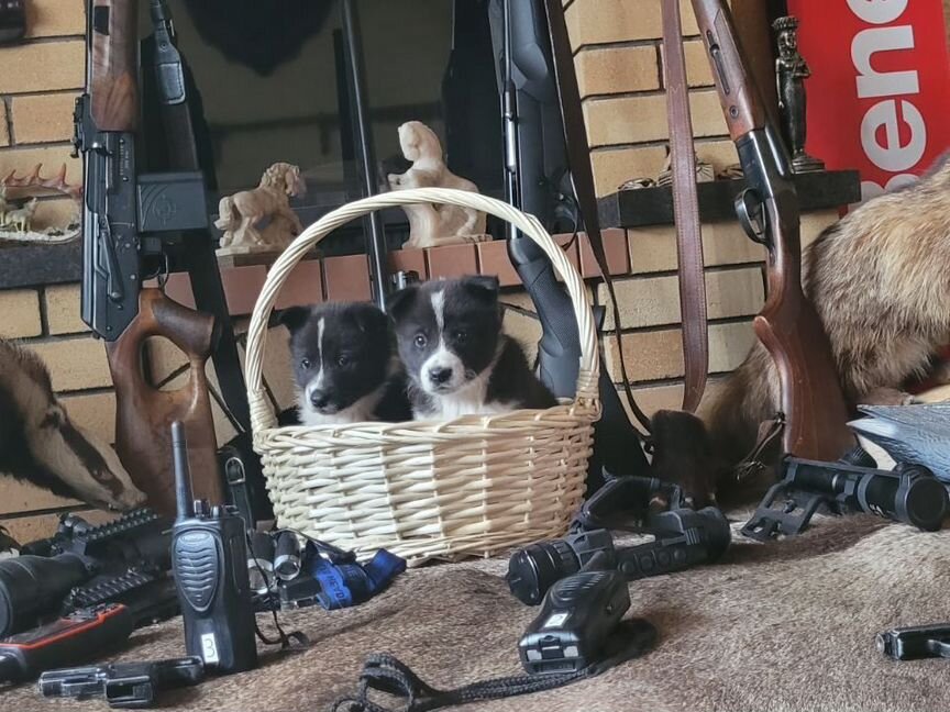 Русско-европейская лайка. Продажа срочная