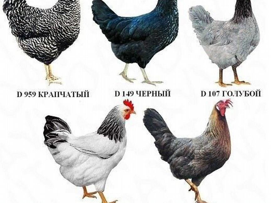 Куры доминанты