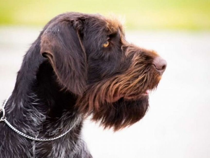 Щенки дратхаара