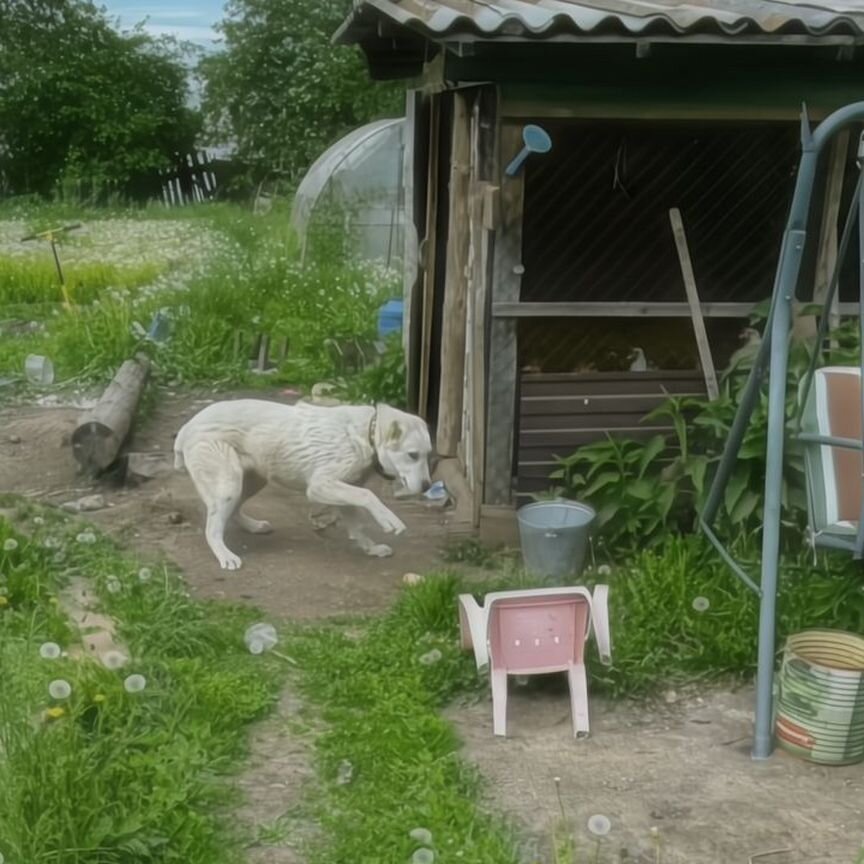 Среднеазиатская овчарка, щенок