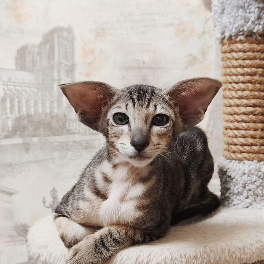 Один на миллион ориентальный котик