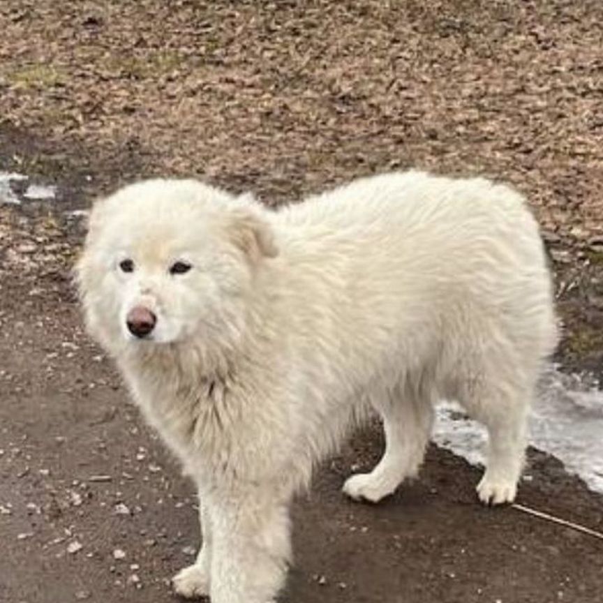 Собака бесплатно в добрые руки
