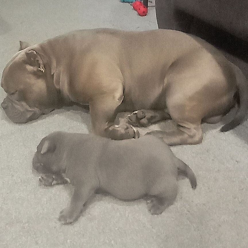 Американский булли, щенок