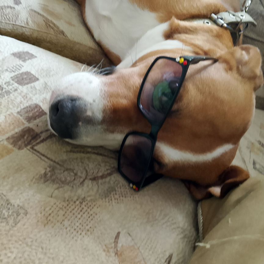 Американский стаффордширский терьер, взрослая собака