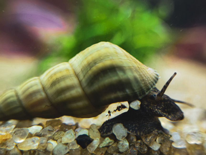 Улитка геркулес