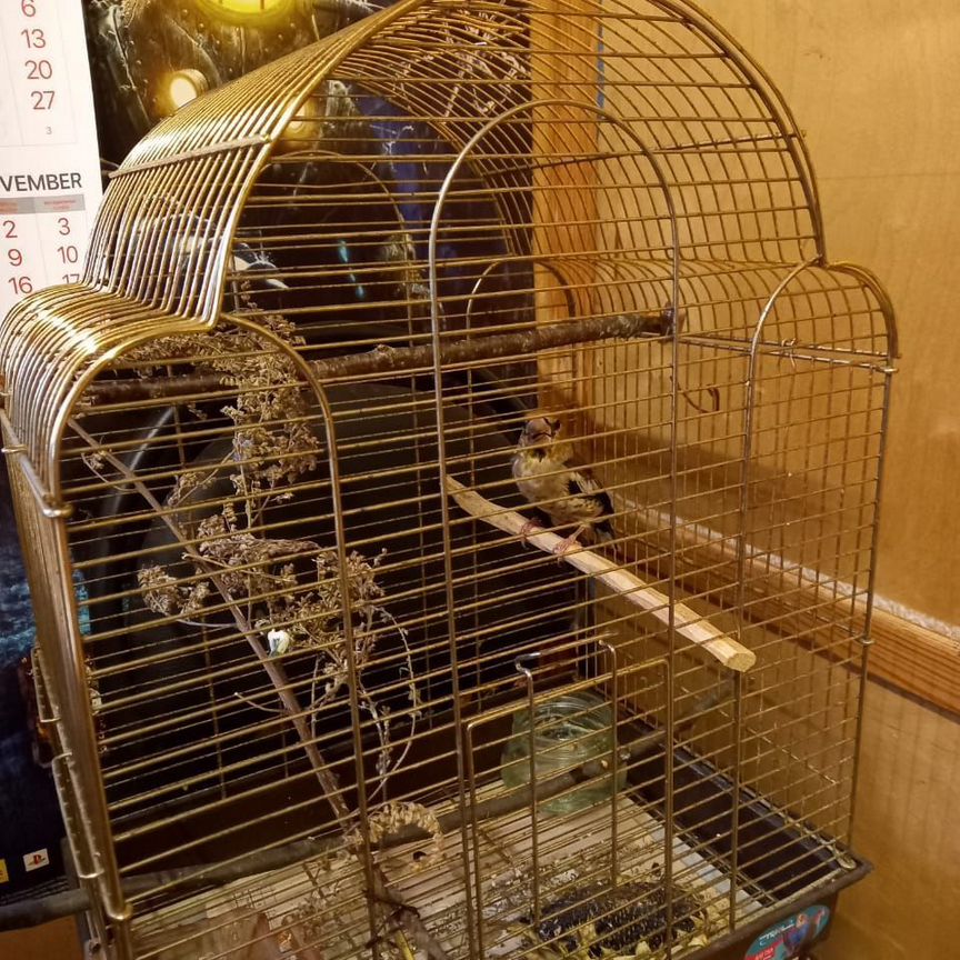 Дубонос отдам