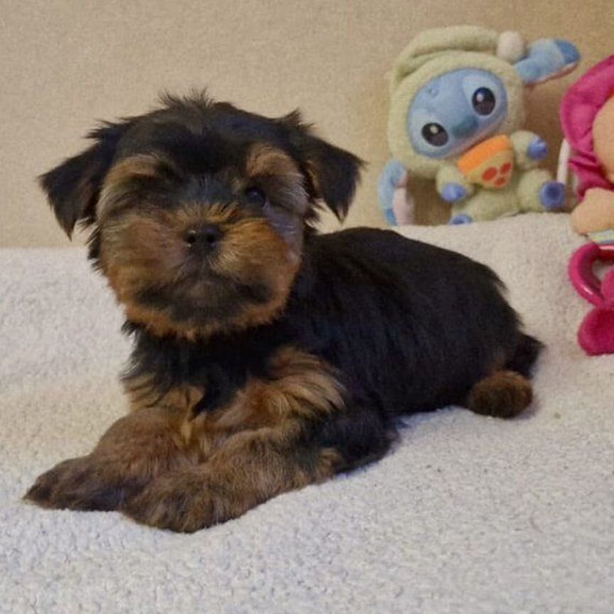 Йоркширский терьер, щенок