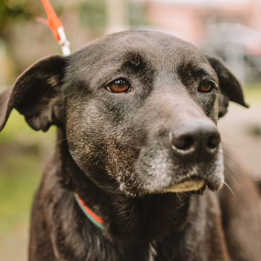 Взрослая собака в добрые руки