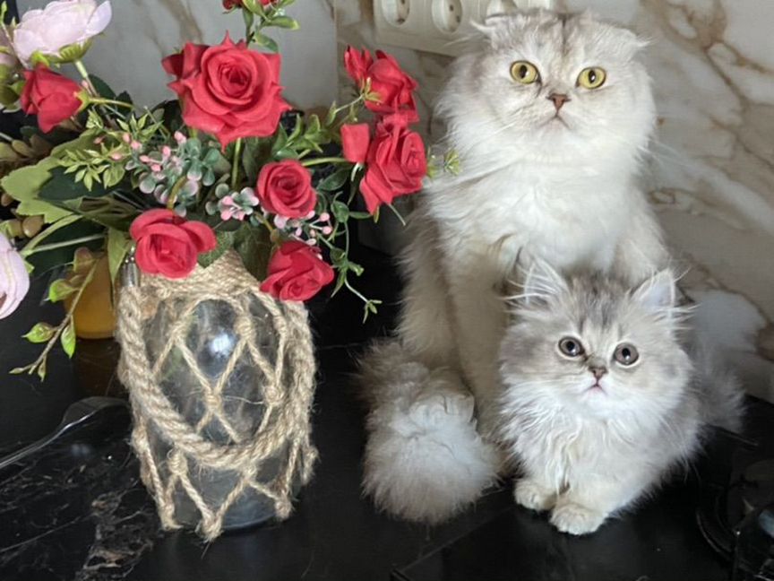 Шотландка маленькое сокровище