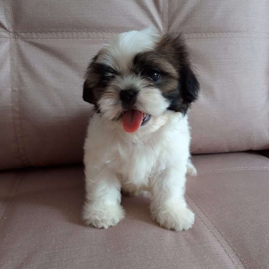 Ши-тцу щенки