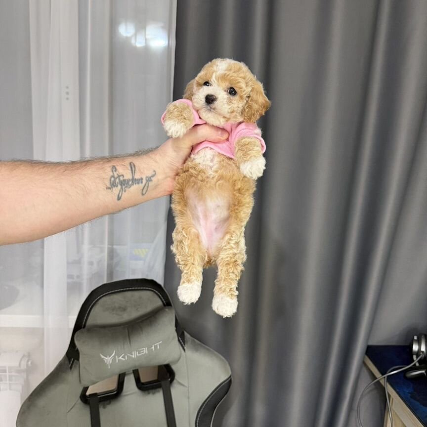 Мальтипу, щенок