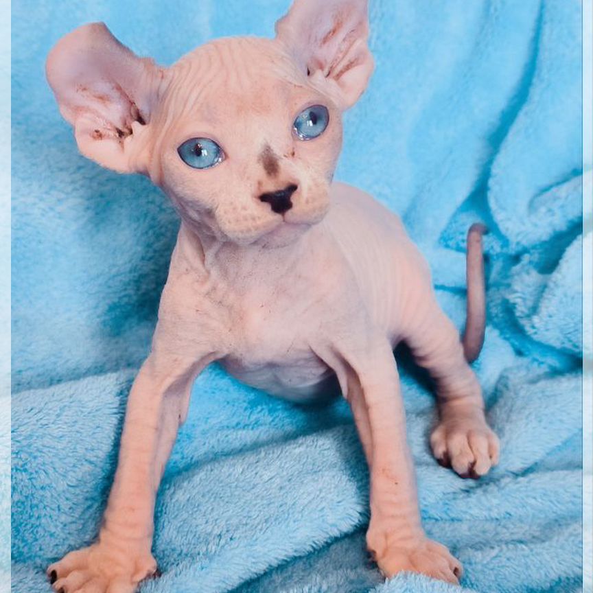 Канадский сфинкс эльф котенок