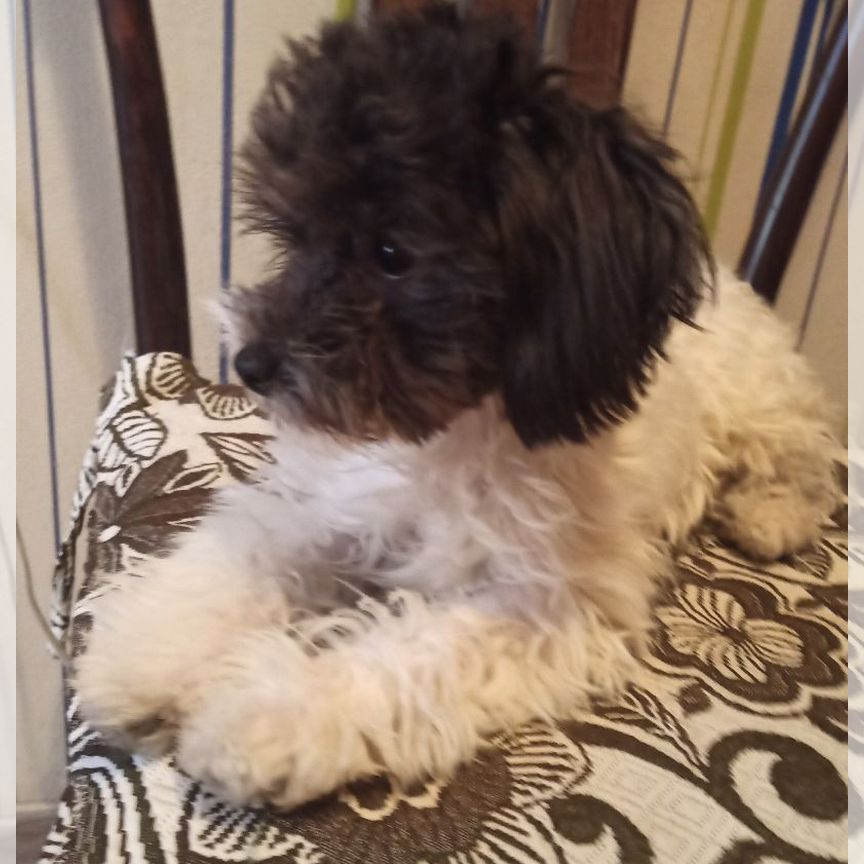 Мальтипу, щенок