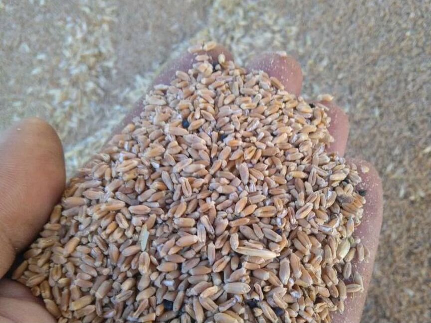 Фуражный ячмень, Соя корма