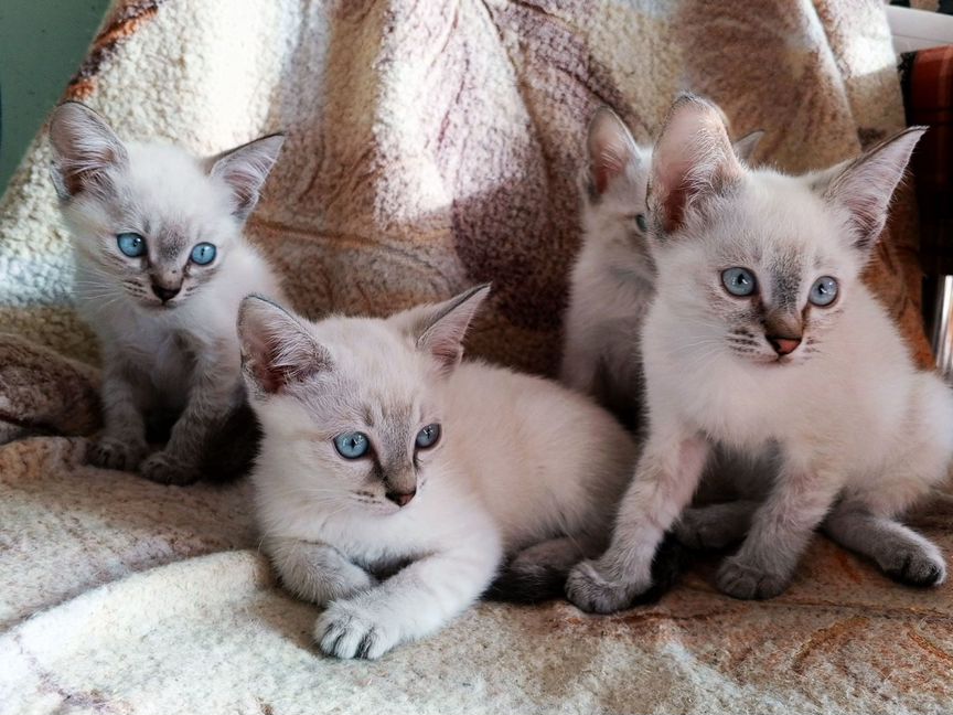 Тайские котята "тэбби-пойнт"