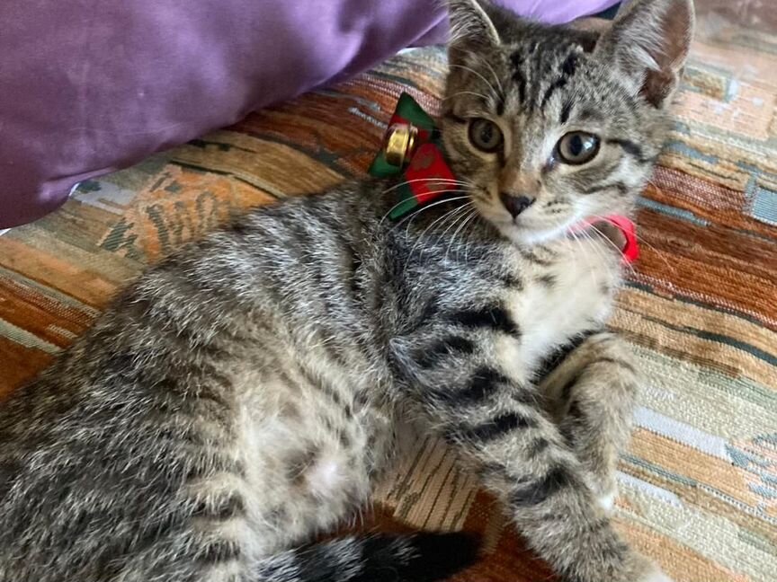 Котята в дар. 2 мальчика в добрые руки. Бесплатно
